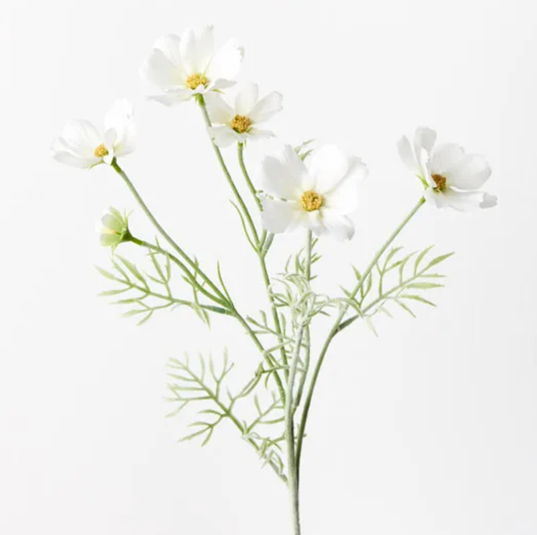 Cosmos Spray White | Country Accent